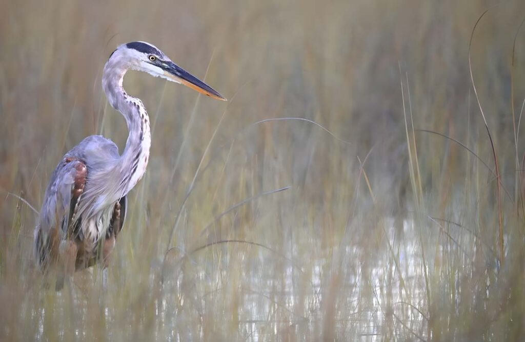 Changing Perceptions of the Everglades with Immersive Photography