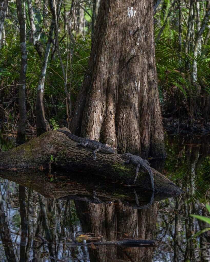 Changing Perceptions of the Everglades with Immersive Photography
