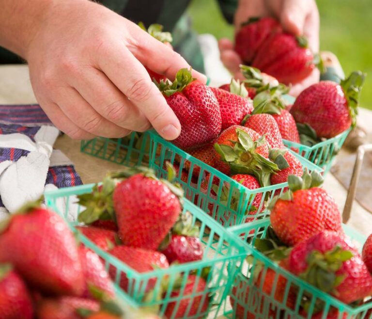 The Berry Farm Announces 6th Annual Strawberry Festival in Miami’s ...
